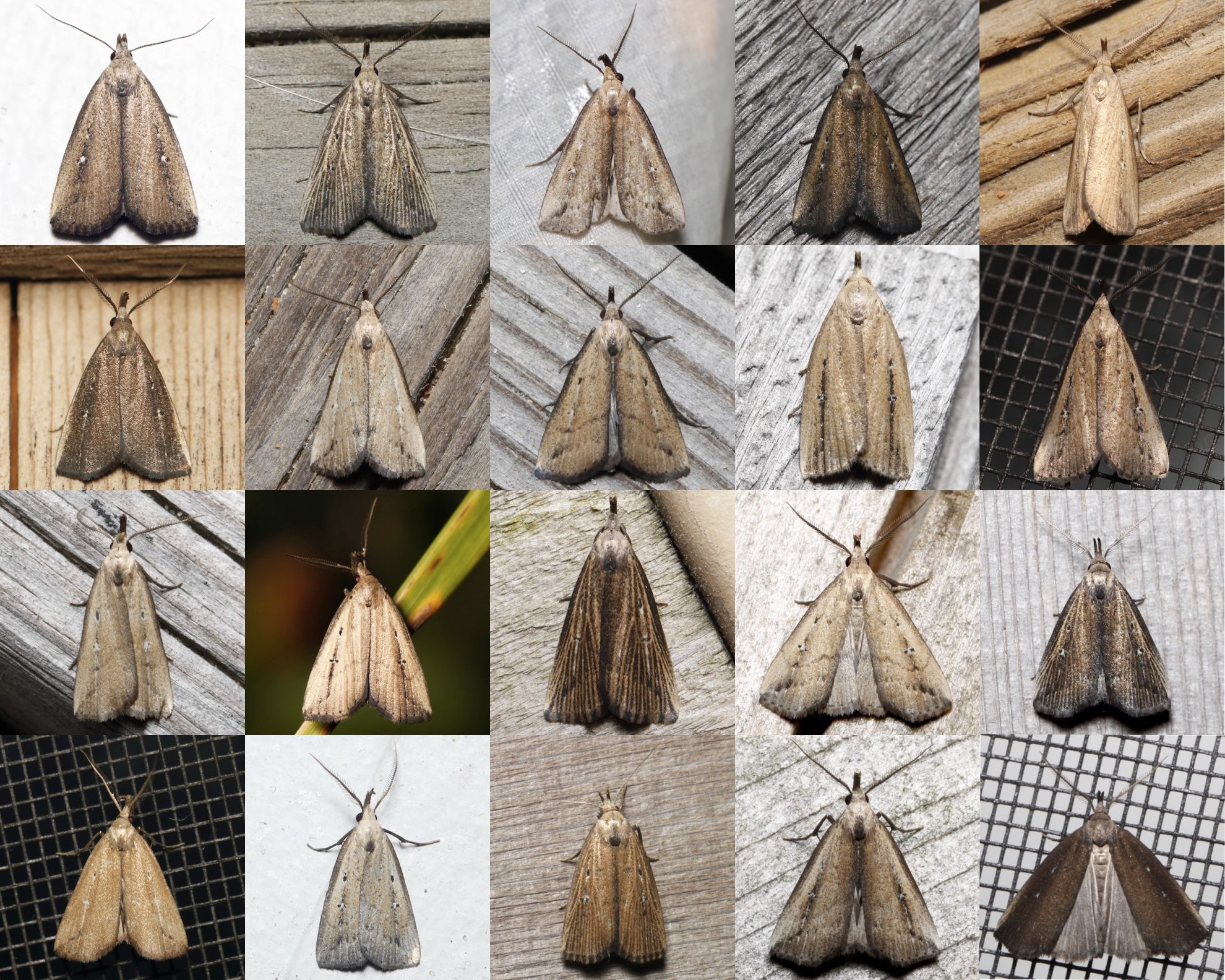 Identification | Block Island Moths