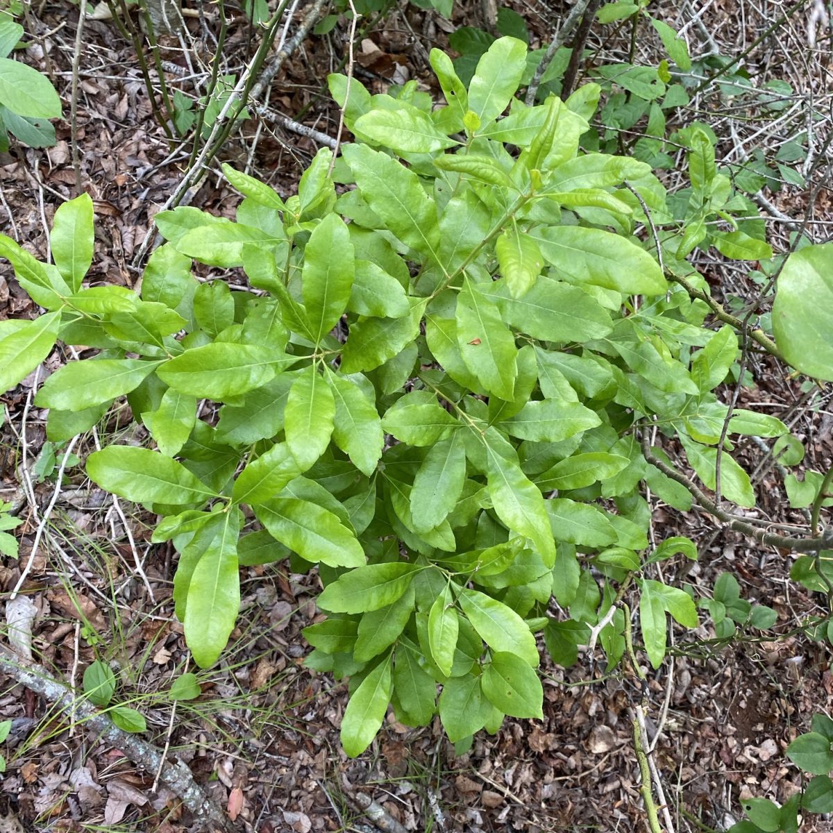 bayberry | Block Island Moths